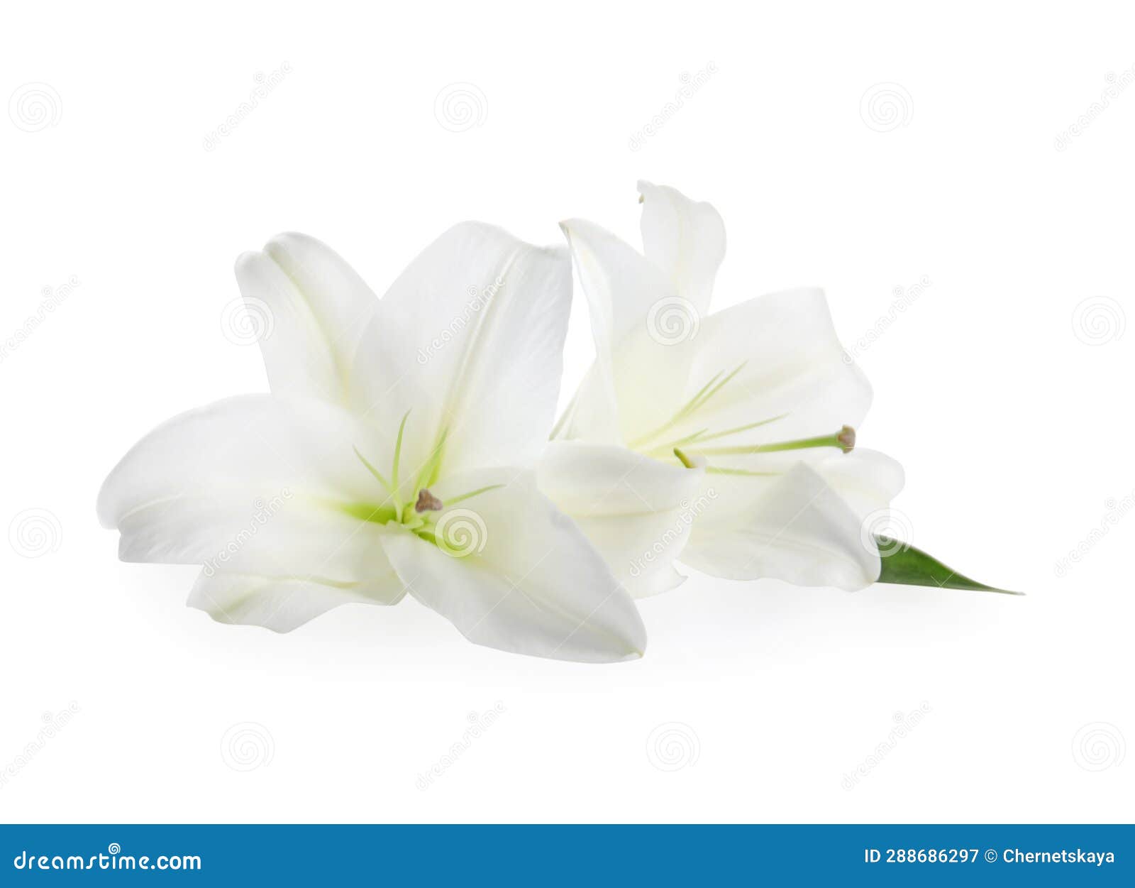 Beautiful Fresh Lily Flowers Isolated on White Stock Image - Image of ...