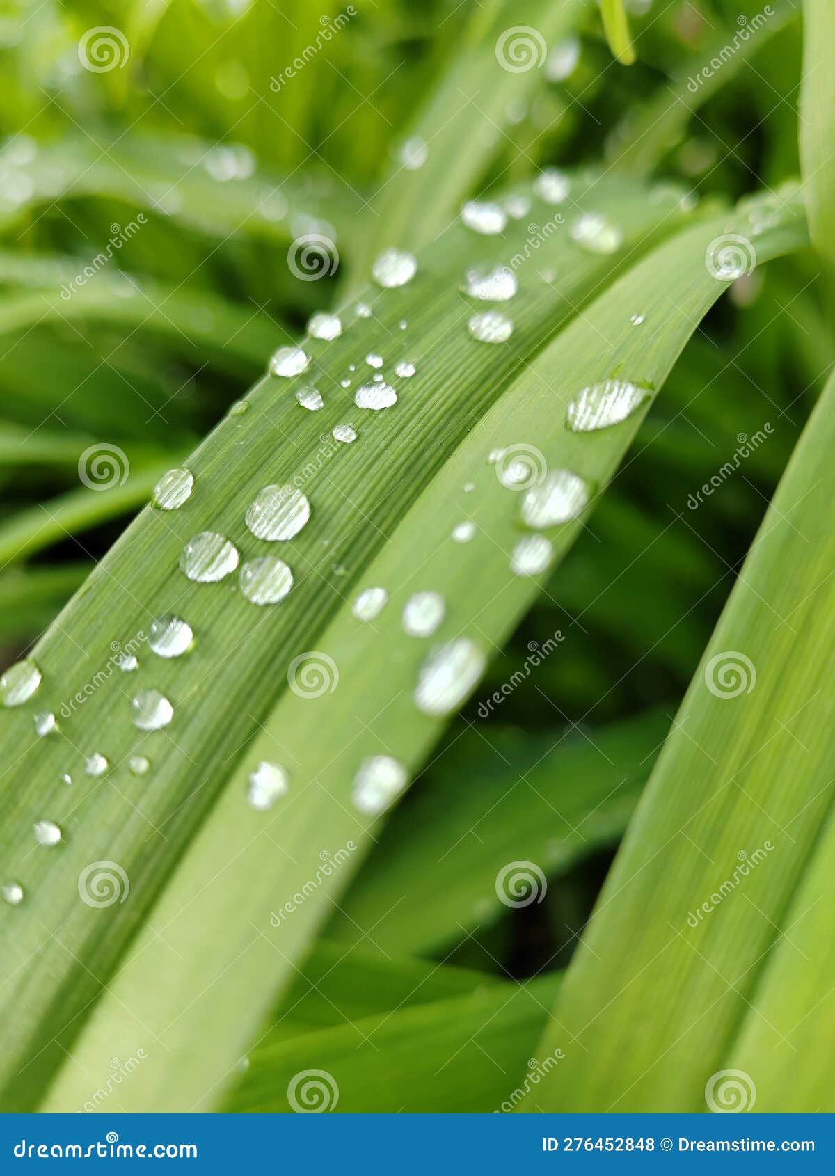 Beautiful and Fresh Nature after the Rain. it& X27;s Beautiful Tif ...