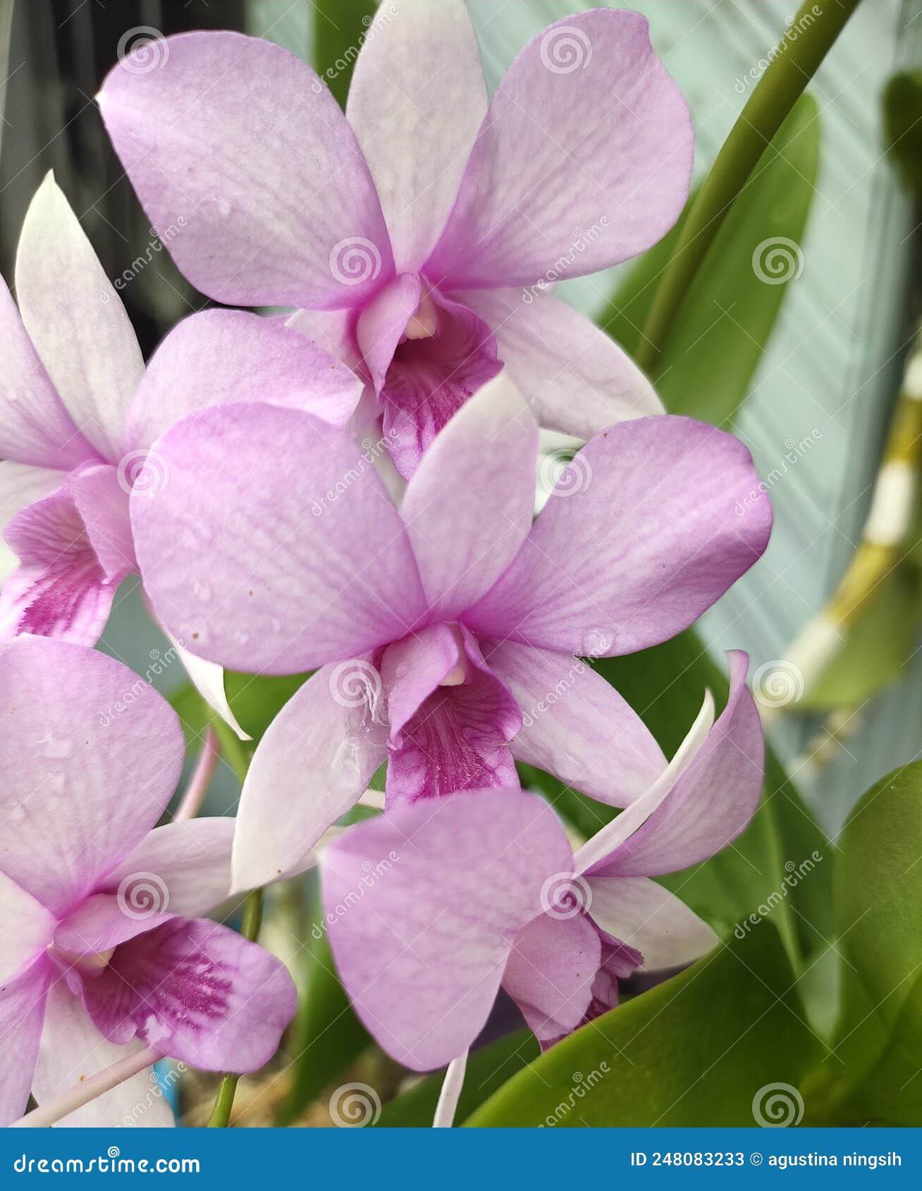 Beautiful and Fresh Orchids Stock Image - Image of fresh, purple: 248083233