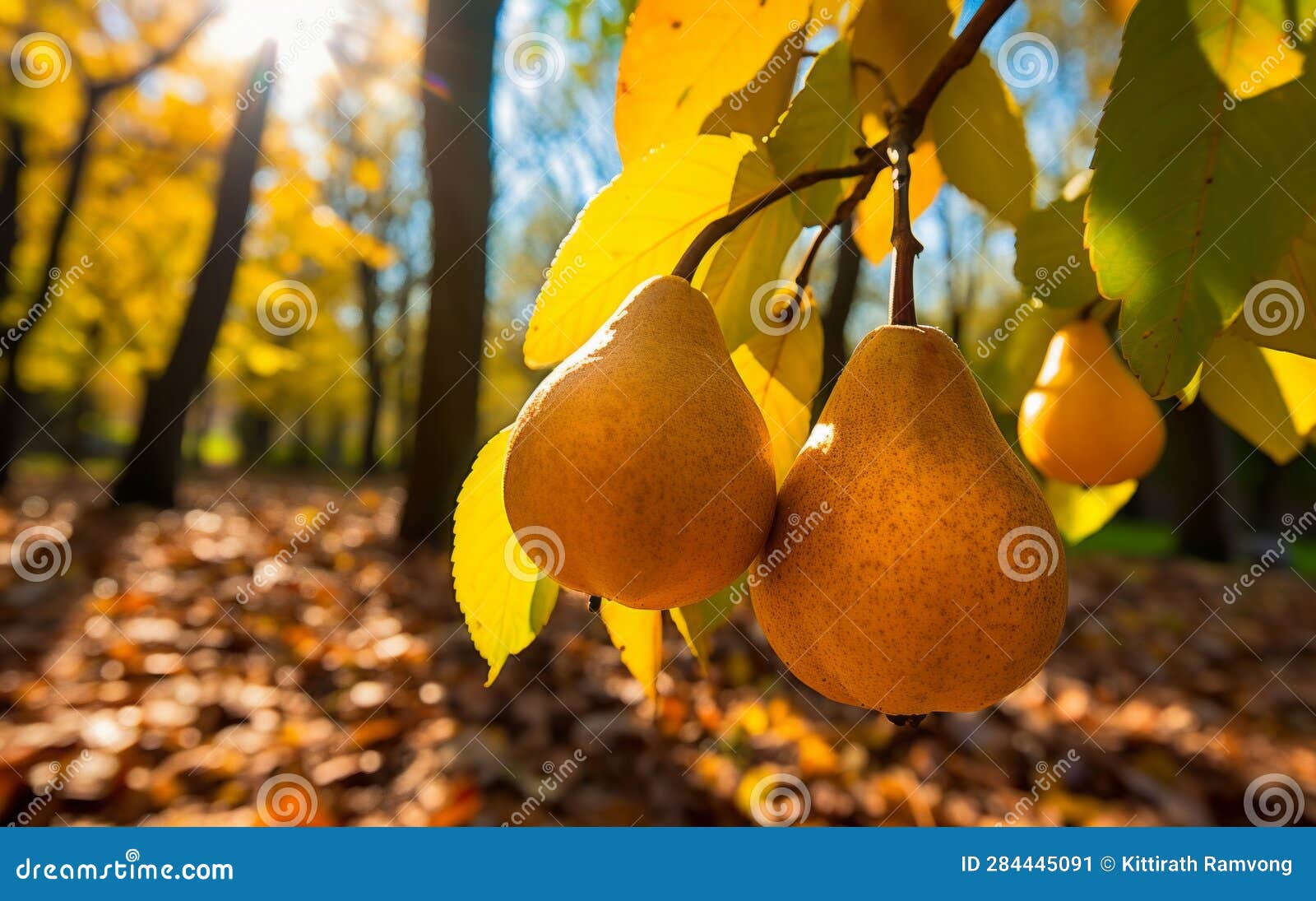 Beautiful fresh pear fruit stock illustration. Illustration of berry ...