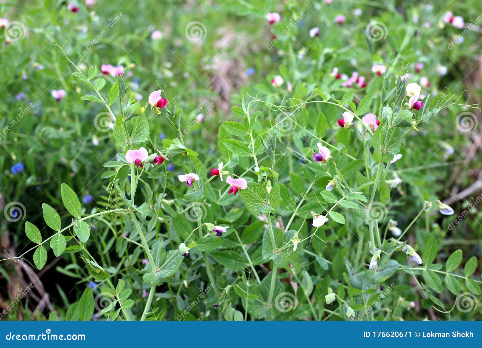 Beautiful Fresh Peas Tree with Peas Flower Stock Image - Image of ...