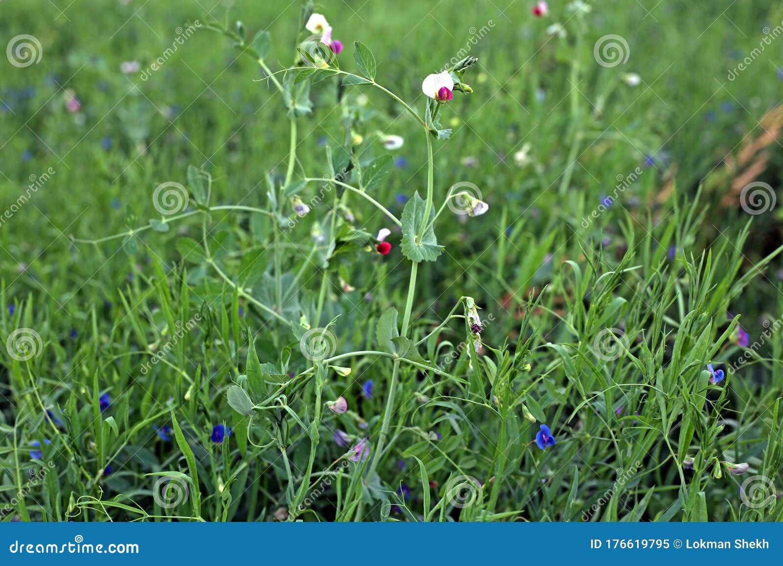 Beautiful Fresh Peas Tree with Peas Flower on the Farm in a Bright Day ...