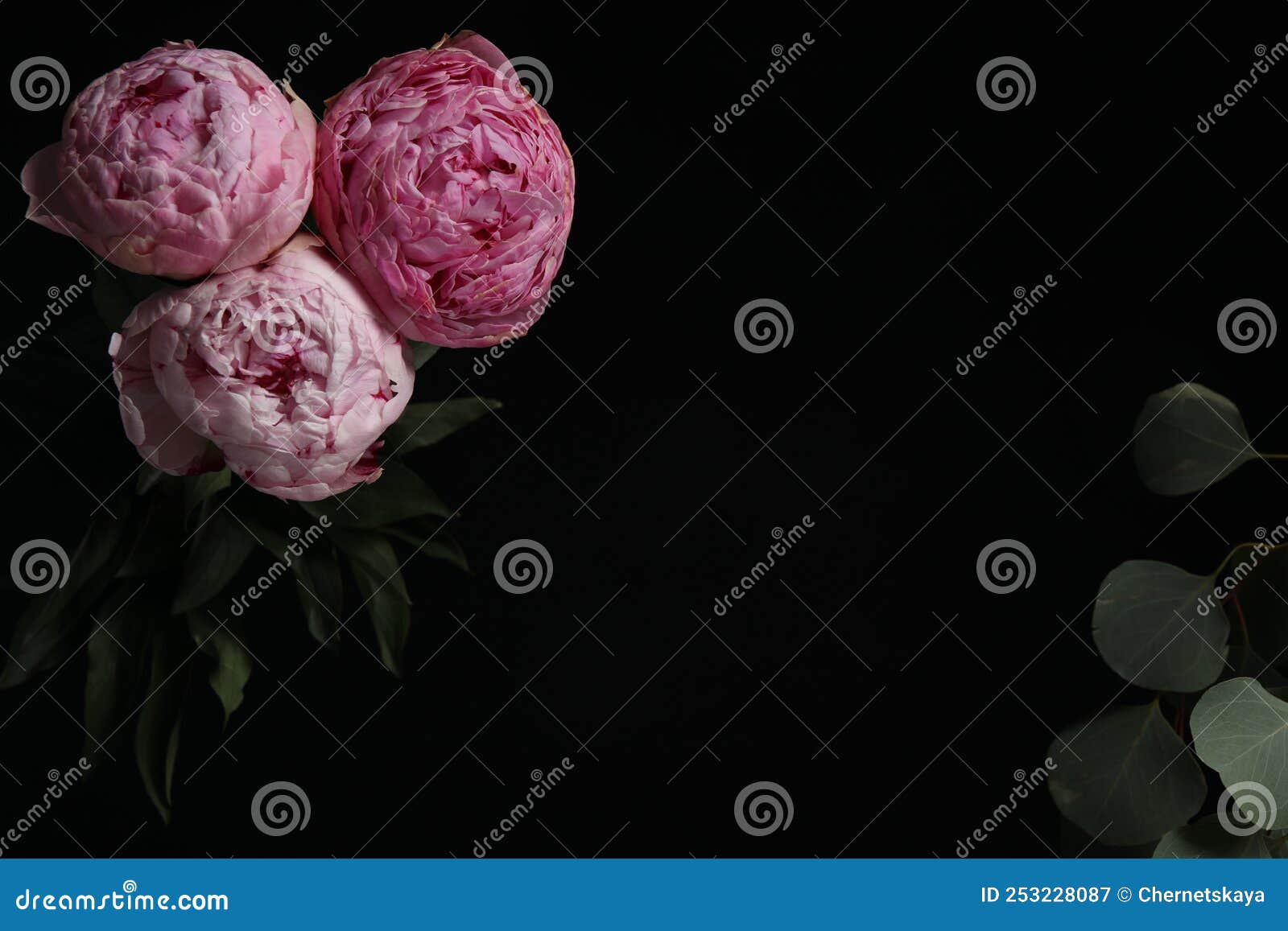 Beautiful Fresh Peonies on Dark Background, Space for Text Stock Image ...