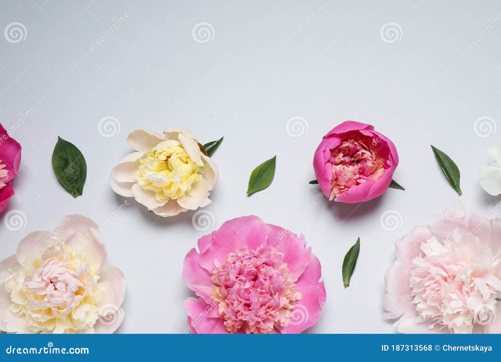 Beautiful Fresh Peonies and Leaves on Grey Background, Flat Lay Stock ...