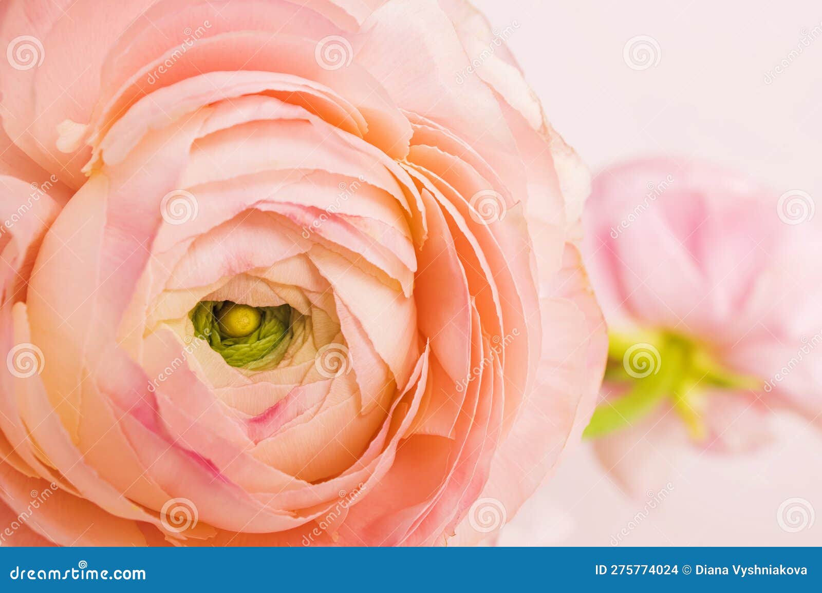 Beautiful Fresh Pink Ranunculus Flower Close-up Stock Photo - Image of ...