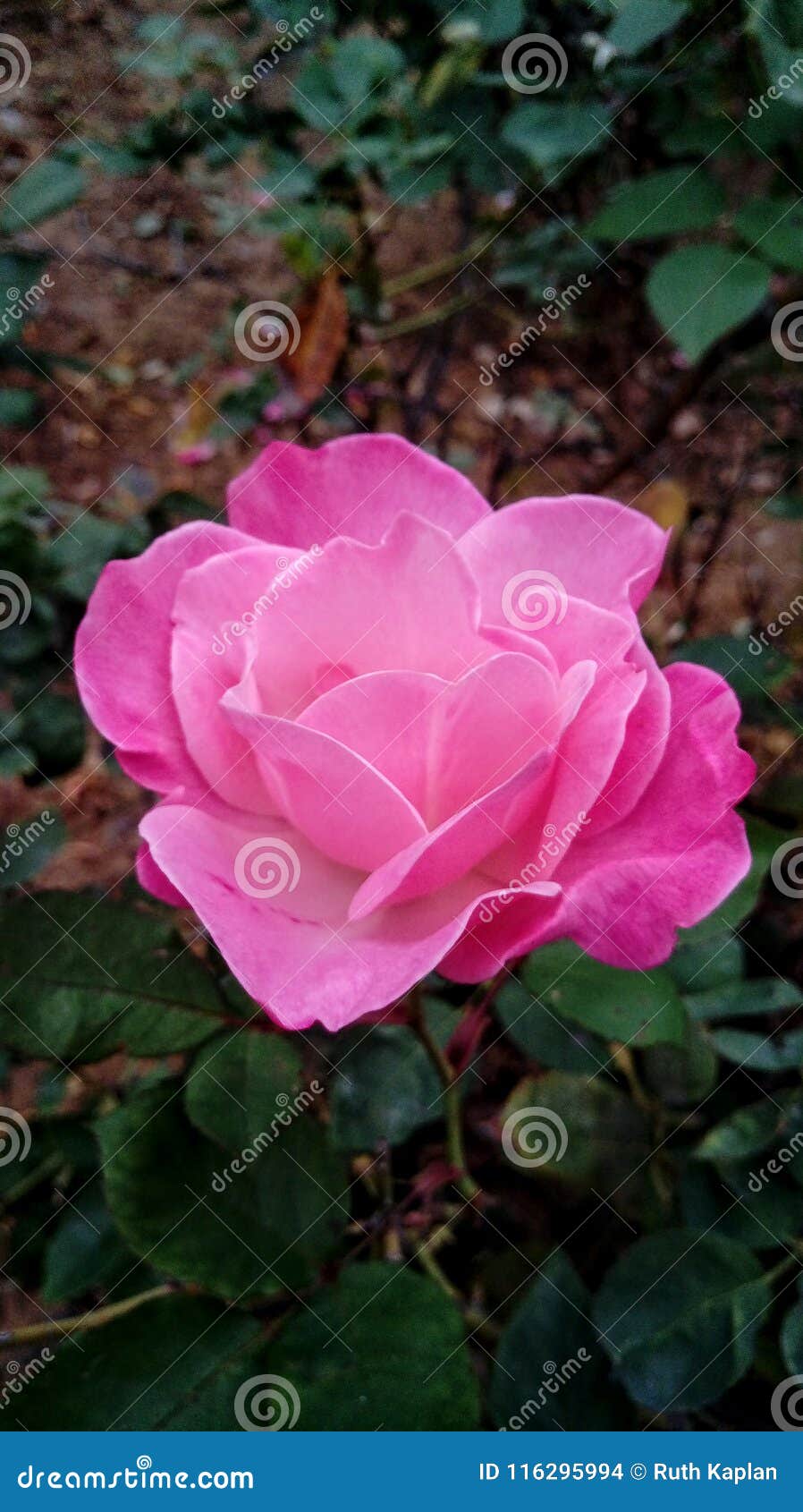 Fresh pink rose stock photo. Image of fresh, rose, pink - 116295994