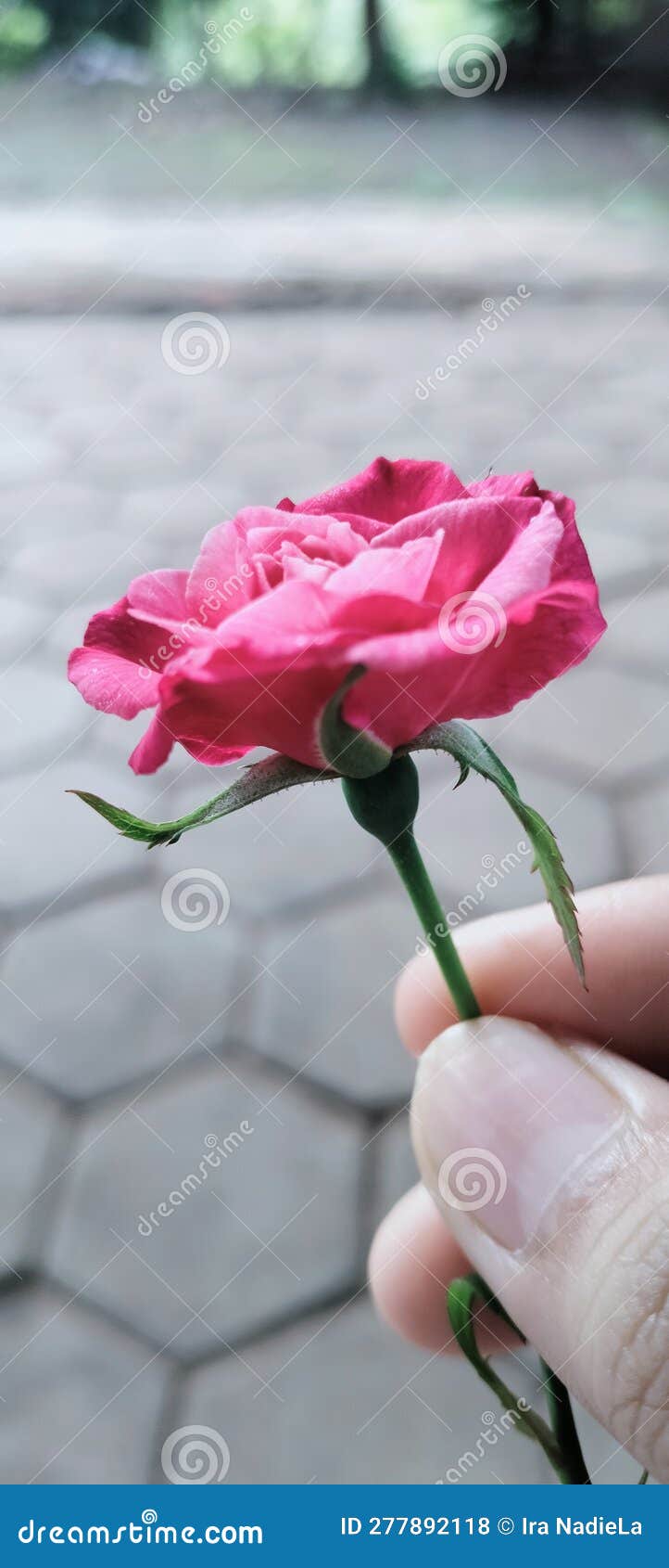 Beautiful and Fresh Pink Rose Flower with Hand Touch Stock Photo ...