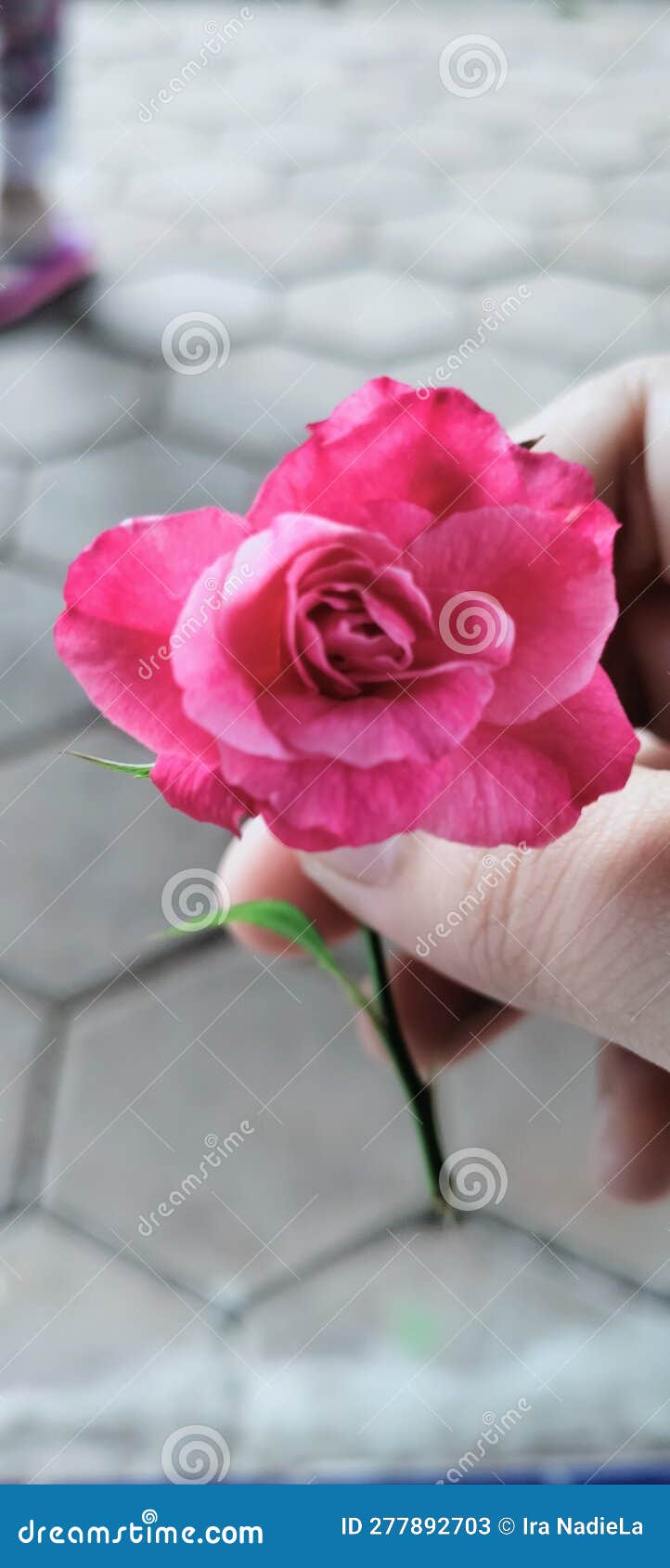 Beautiful and Fresh Pink Rose Flower with Hand Touch Stock Image ...