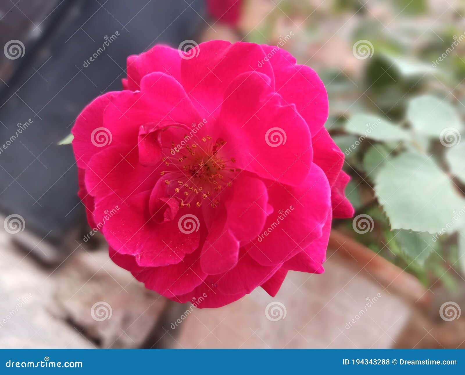 A Beautiful Fresh Pink Rose Stock Photo - Image of pink, produce: 194343288