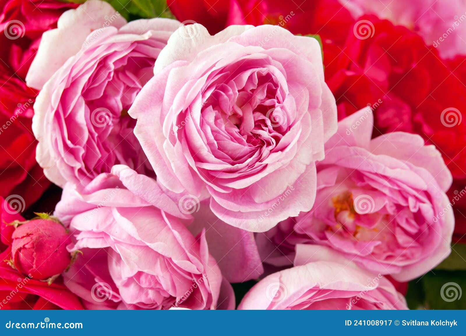 Beautiful Fresh Pink Roses Bunch Isolated Background Stock Image ...