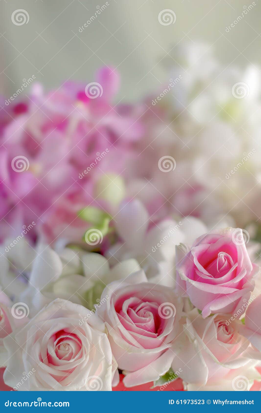 Beautiful Fresh Pink Roses on Light Background. Stock Image - Image of ...
