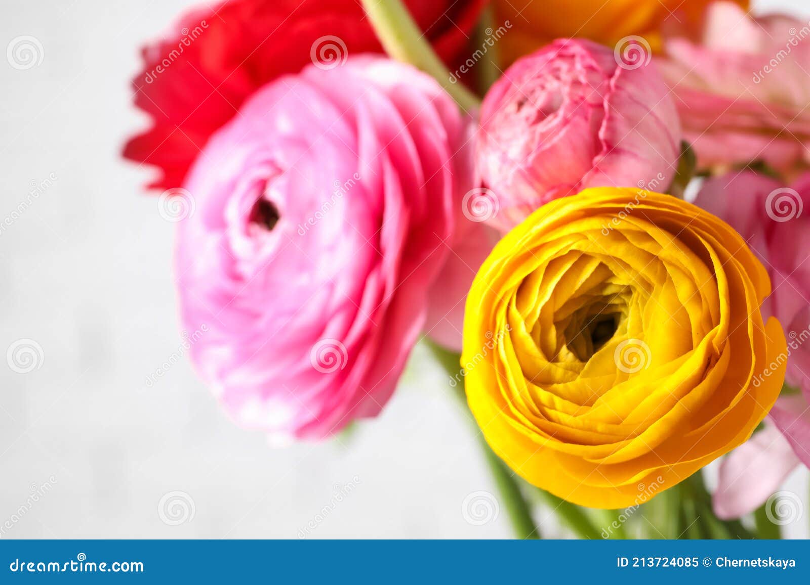 Beautiful Fresh Ranunculus Flowers on Light Background, Closeup Stock ...