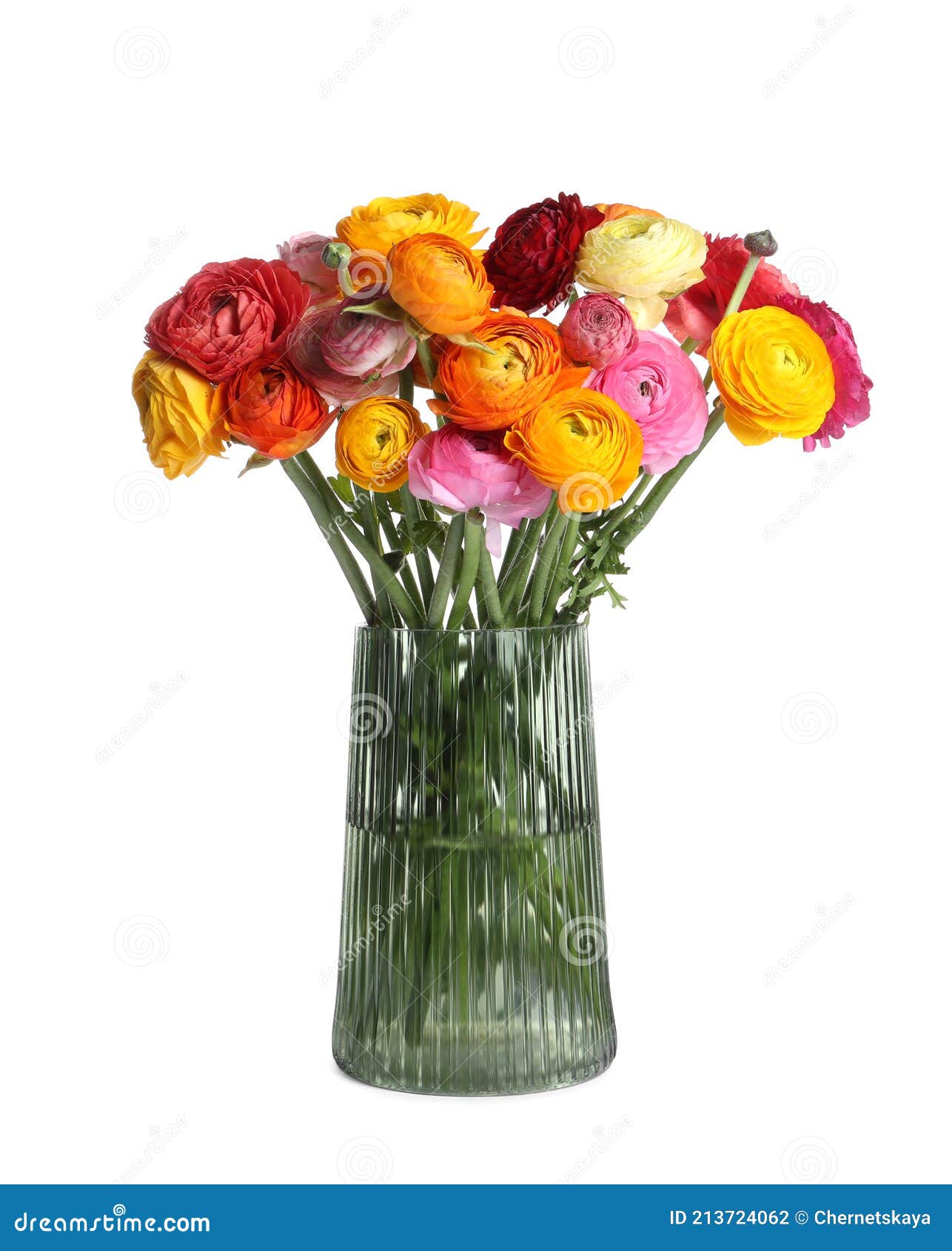 Beautiful Fresh Ranunculus Flowers in Vase on White Background Stock ...