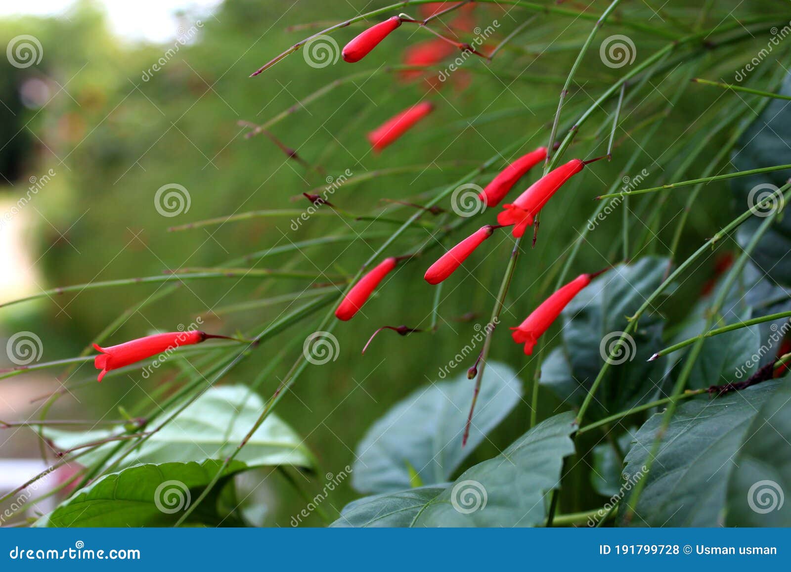 Beautiful and Fresh Red Flowers Grow in the Yard Stock Photo - Image of ...