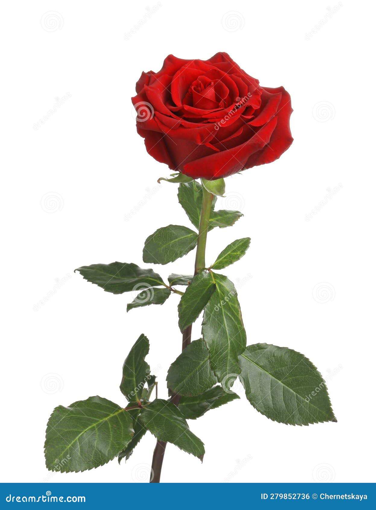 Beautiful Fresh Red Rose Isolated on White Stock Photo - Image of ...