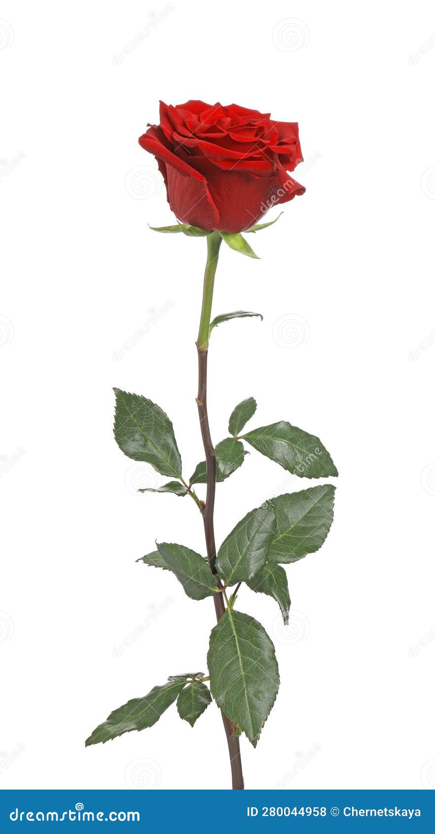 Beautiful Fresh Red Rose Isolated on White Stock Photo - Image of ...