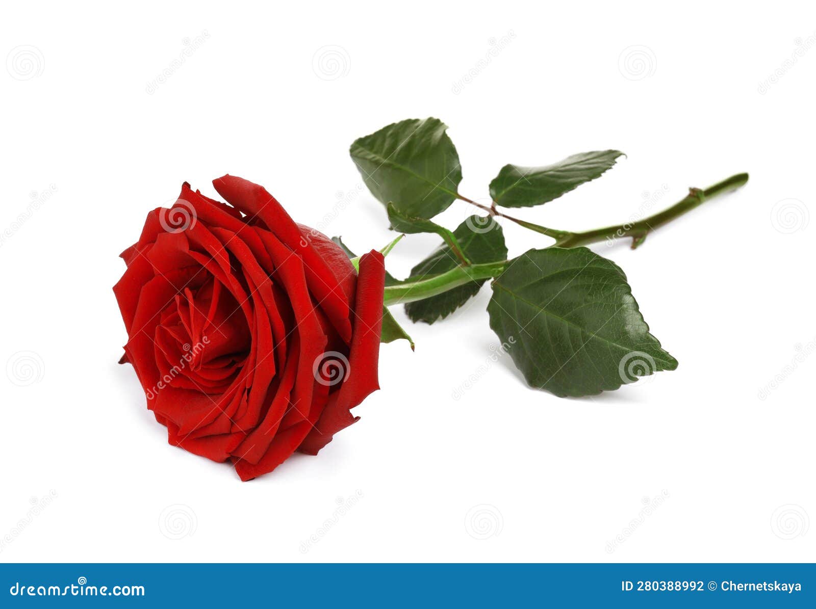 Beautiful Fresh Red Rose Isolated on White Stock Photo - Image of fresh ...