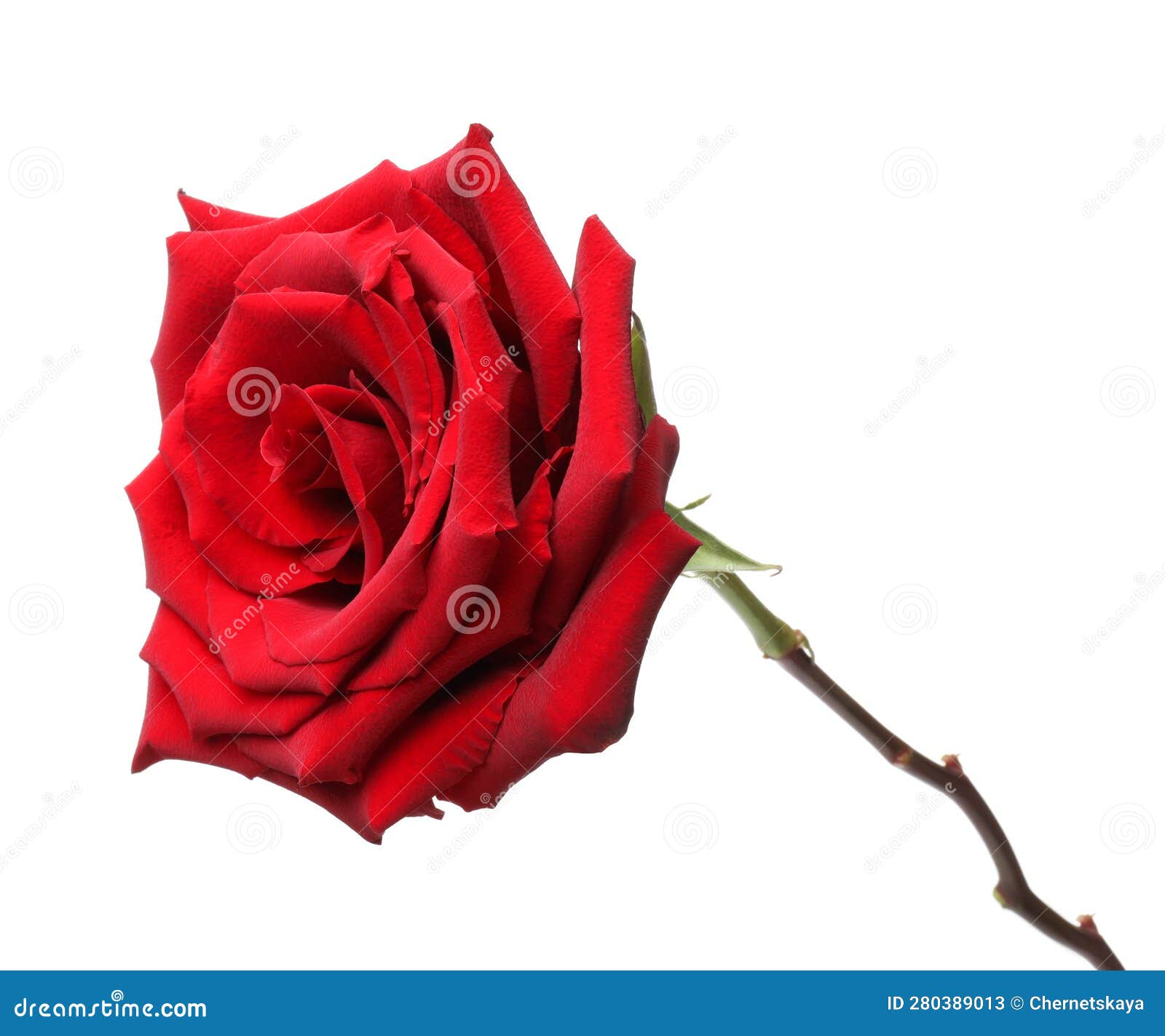 Beautiful Fresh Red Rose Isolated on White Stock Image - Image of ...