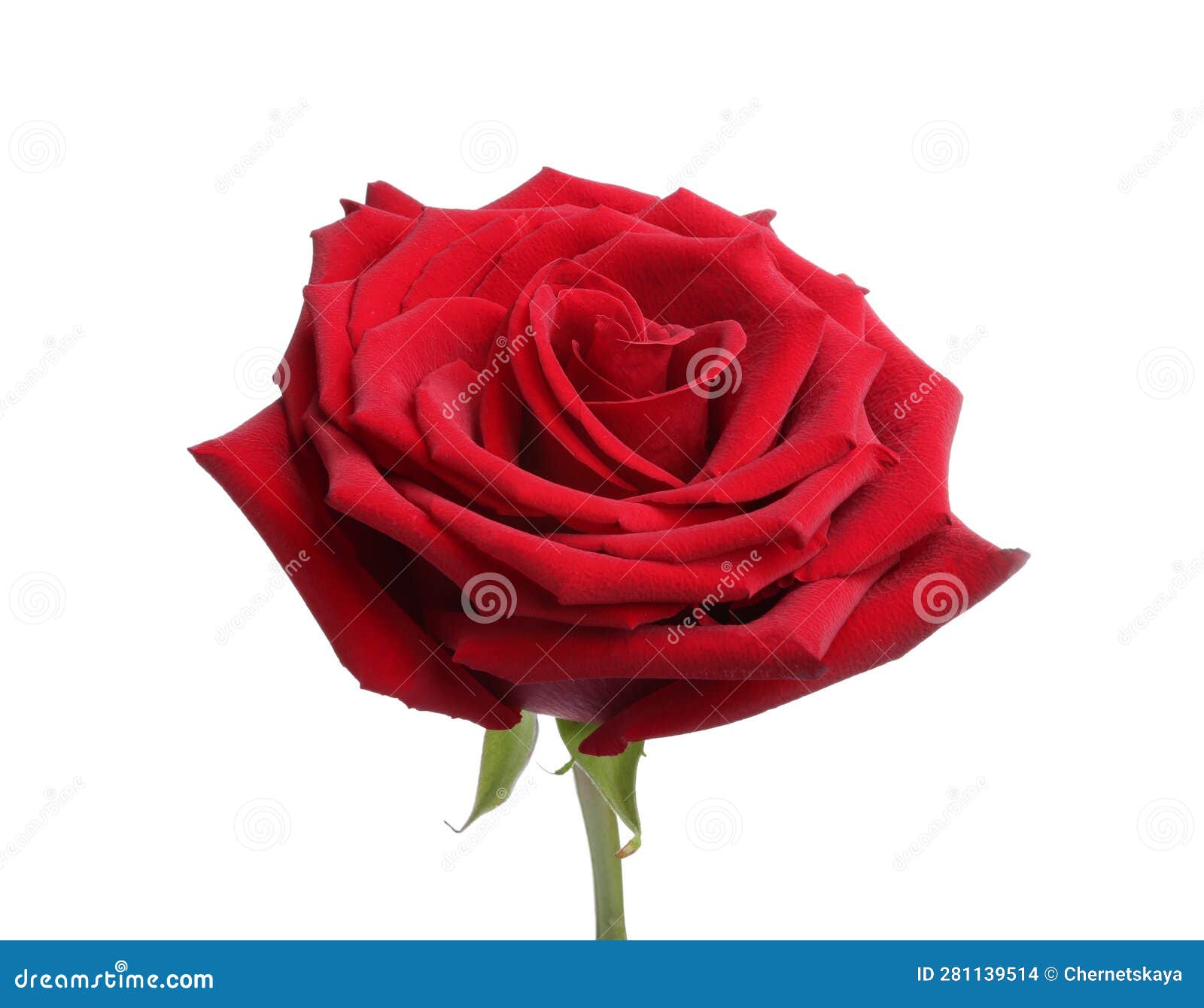 Beautiful Fresh Red Rose Isolated Stock Photo - Image of botanical ...