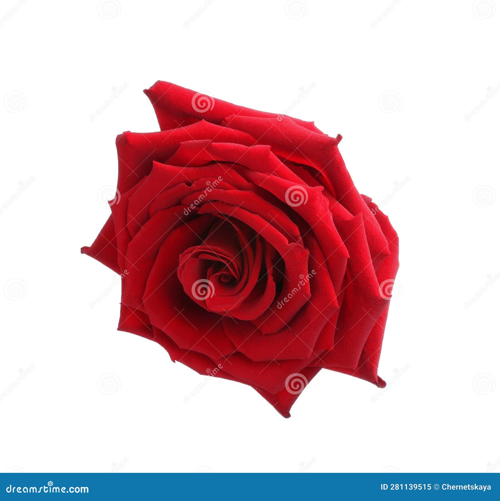 Beautiful Fresh Red Rose Isolated Stock Image - Image of greeting ...