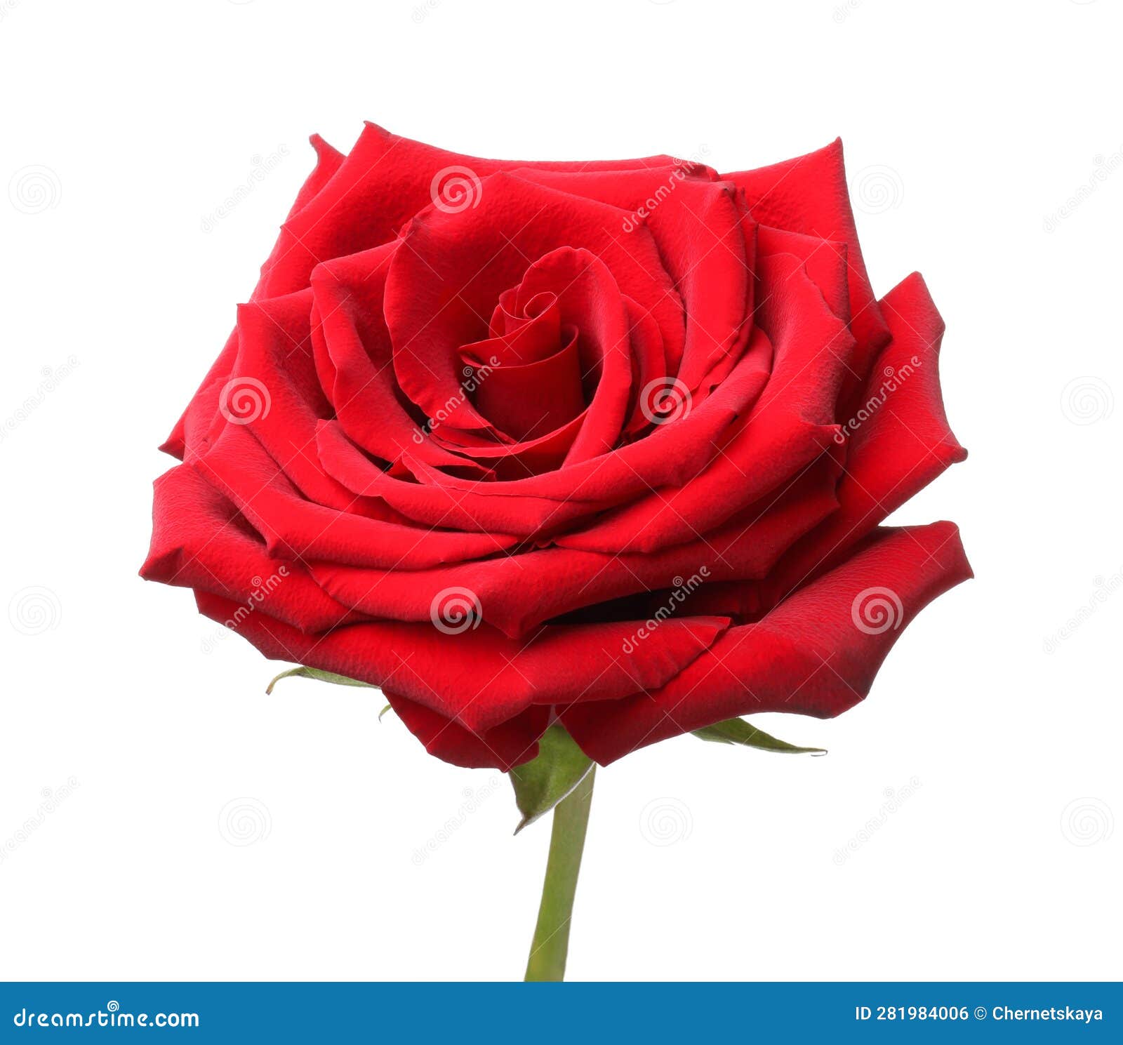 Beautiful Fresh Red Rose Isolated on White Stock Photo - Image of ...