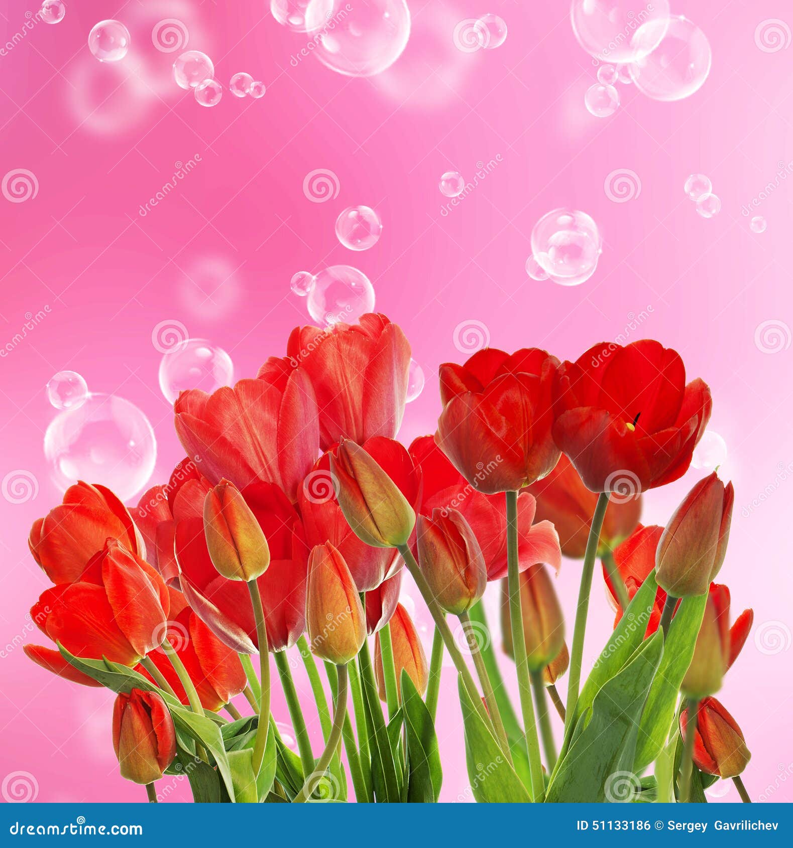 Beautiful Fresh Red Tulips on Abstract Background Stock Photo - Image ...