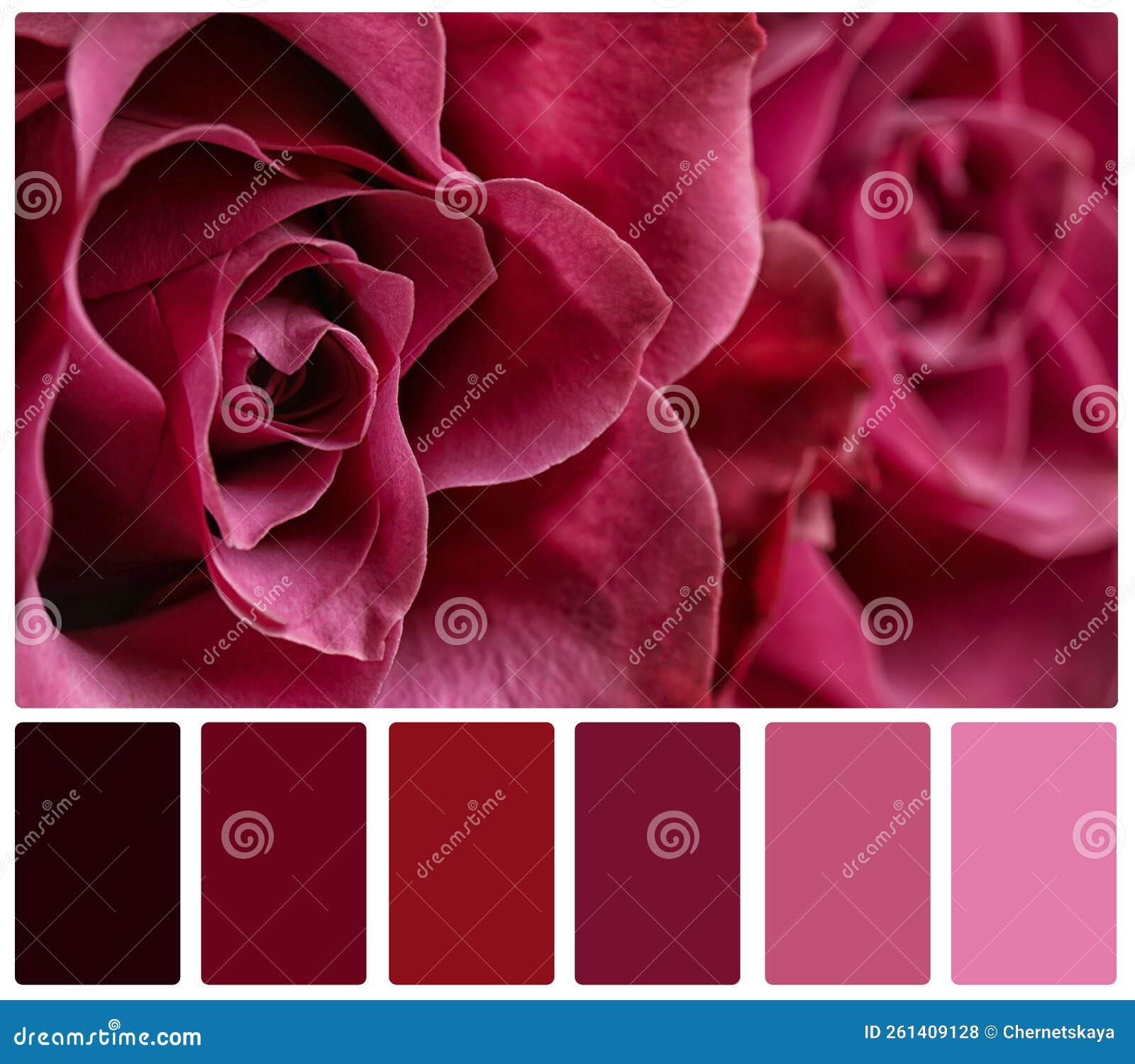 Beautiful Fresh Roses and Color Palette. Collage Stock Photo - Image of ...