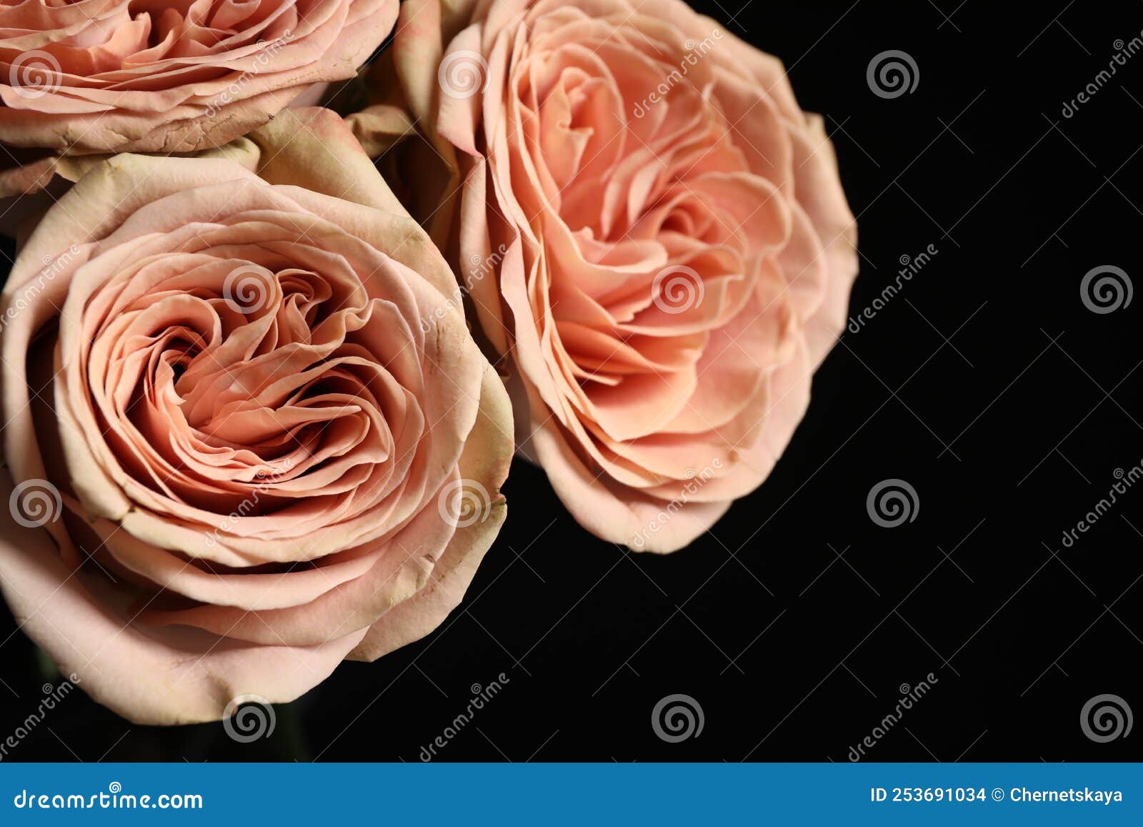 Beautiful Fresh Roses on Dark Background, Closeup Stock Photo - Image ...