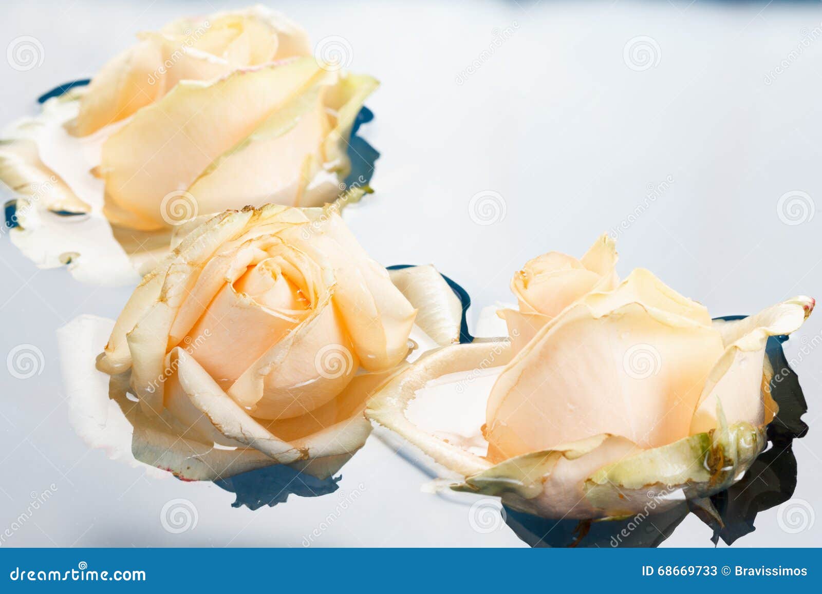 Beautiful Fresh Roses with Reflection, Floating in Blue Water Stock ...