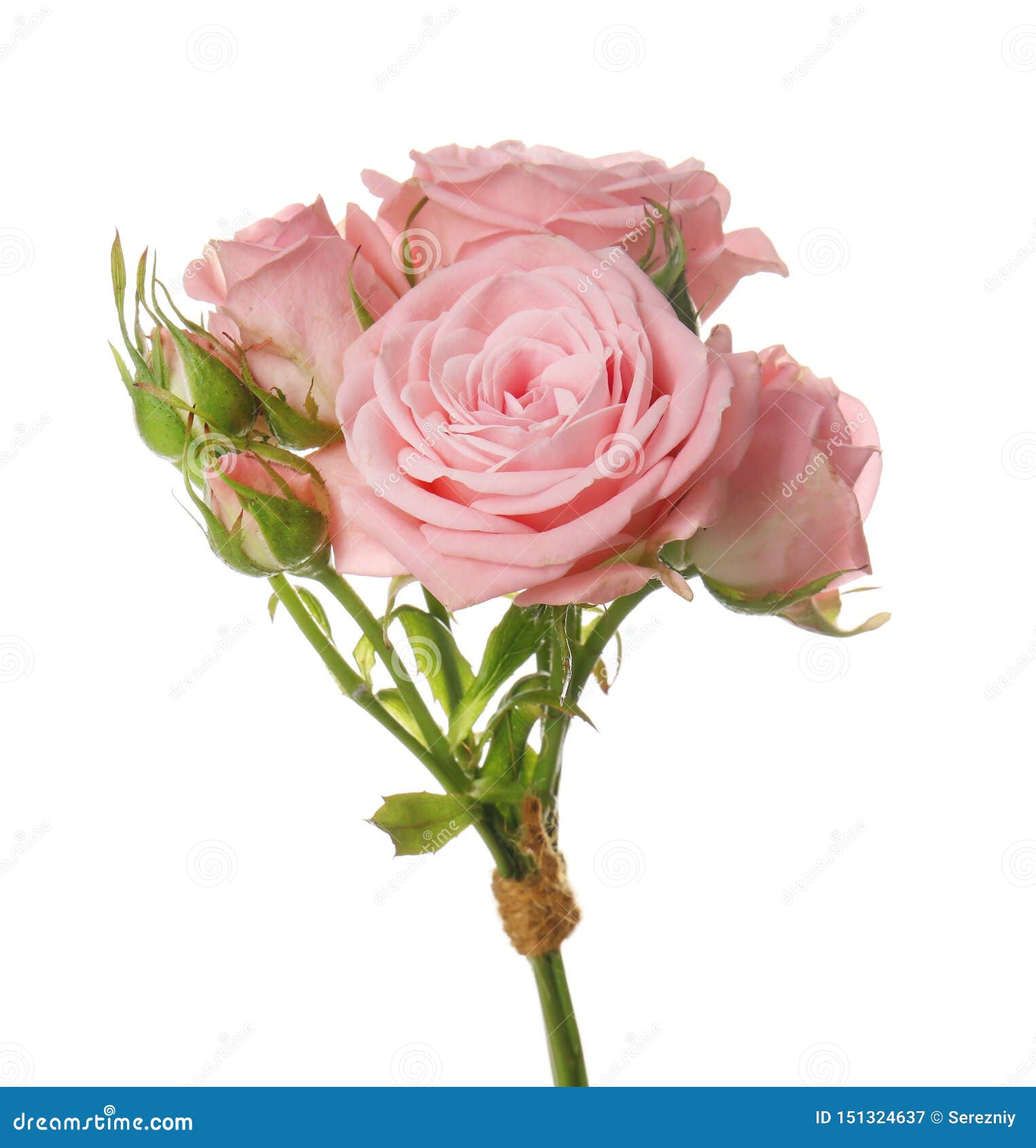 Beautiful Fresh Roses on White Background Stock Image - Image of pink ...