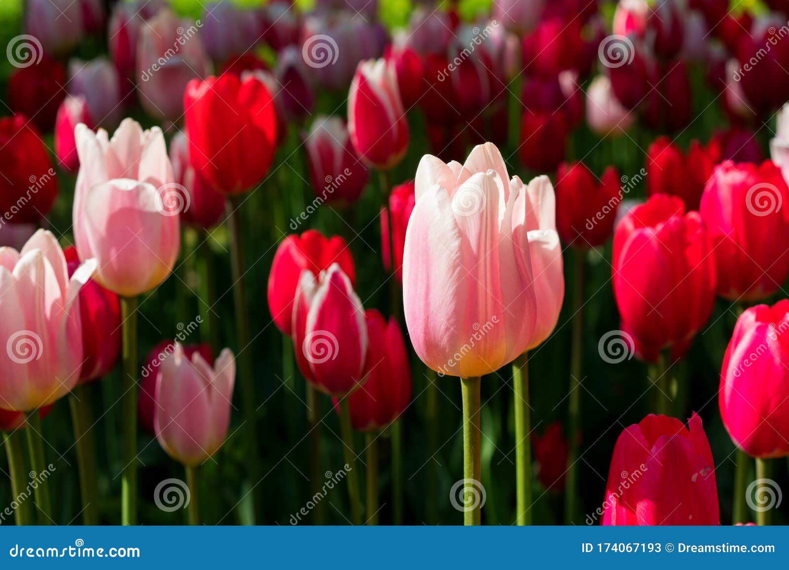 Beautiful Fresh Spring Flowers Tulips. Stock Image - Image of ...