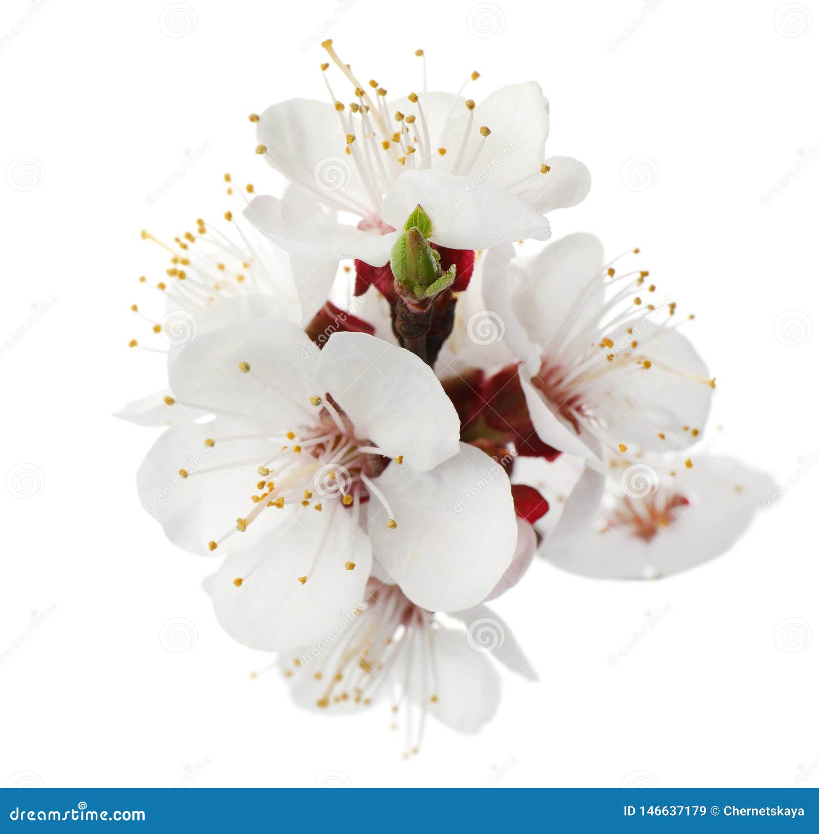 Beautiful Fresh Spring Flowers on White Background Stock Image - Image ...