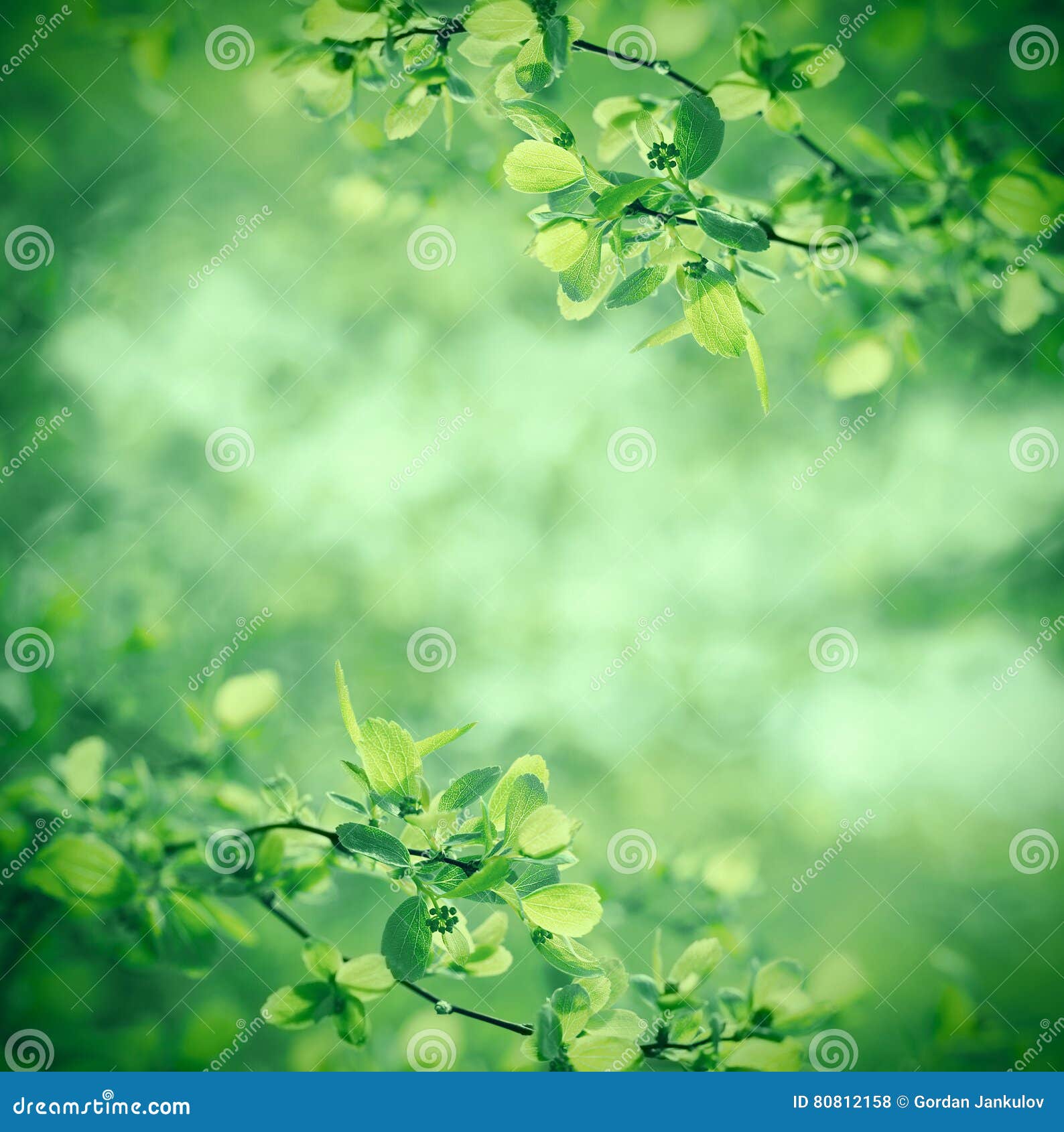 Beautiful Fresh Spring Leaves Stock Photo - Image of outdoors, herb ...