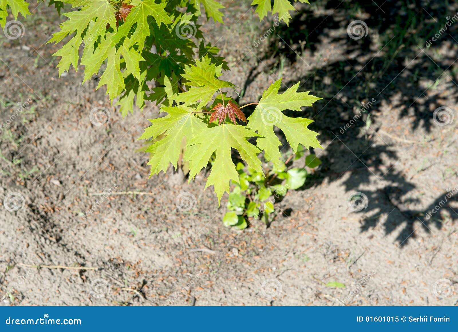 Beautiful Fresh Spring Leaves of Maple Tree Stock Image - Image of ...
