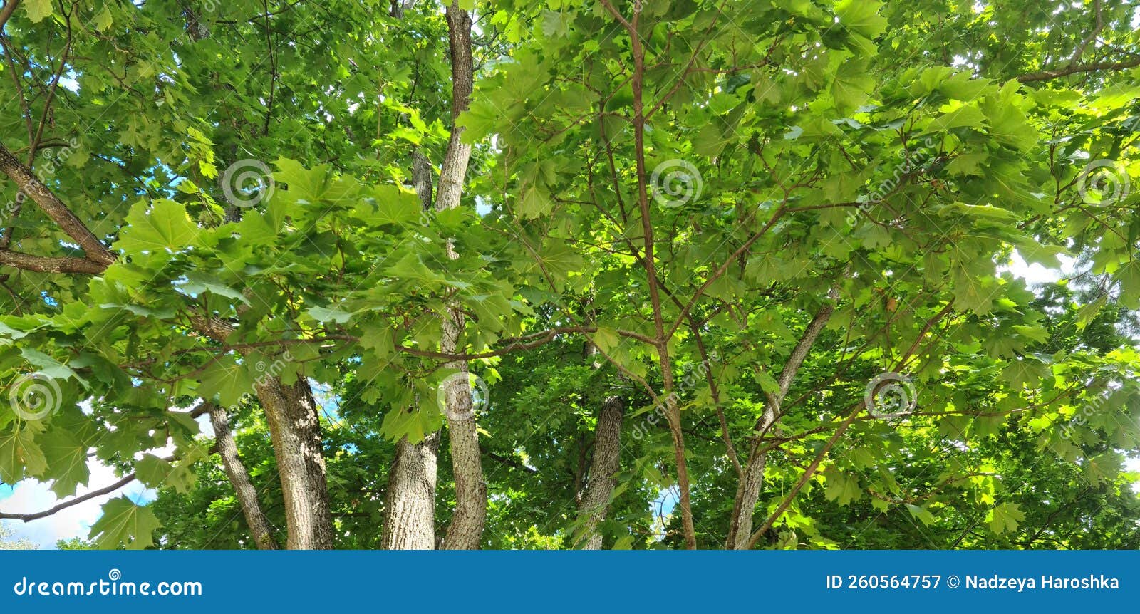 Beautiful Fresh Spring Leaves of Maple Tree Closeup Stock Image - Image ...