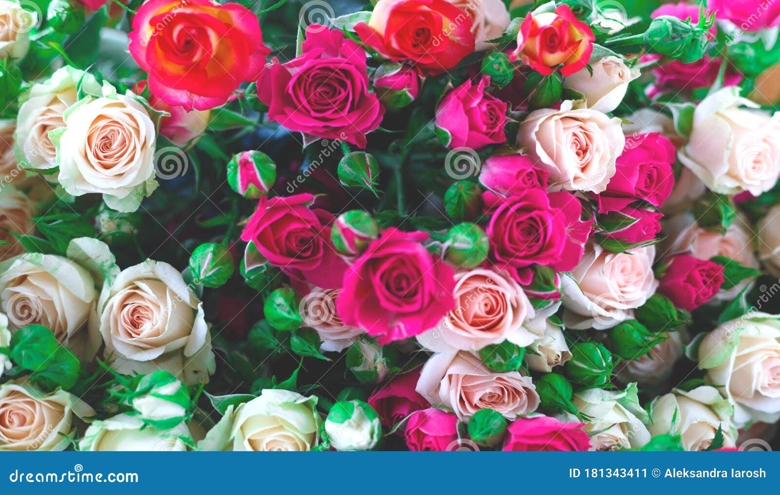 Beautiful Fresh Spring Roses. Best Background for Your Design Stock ...