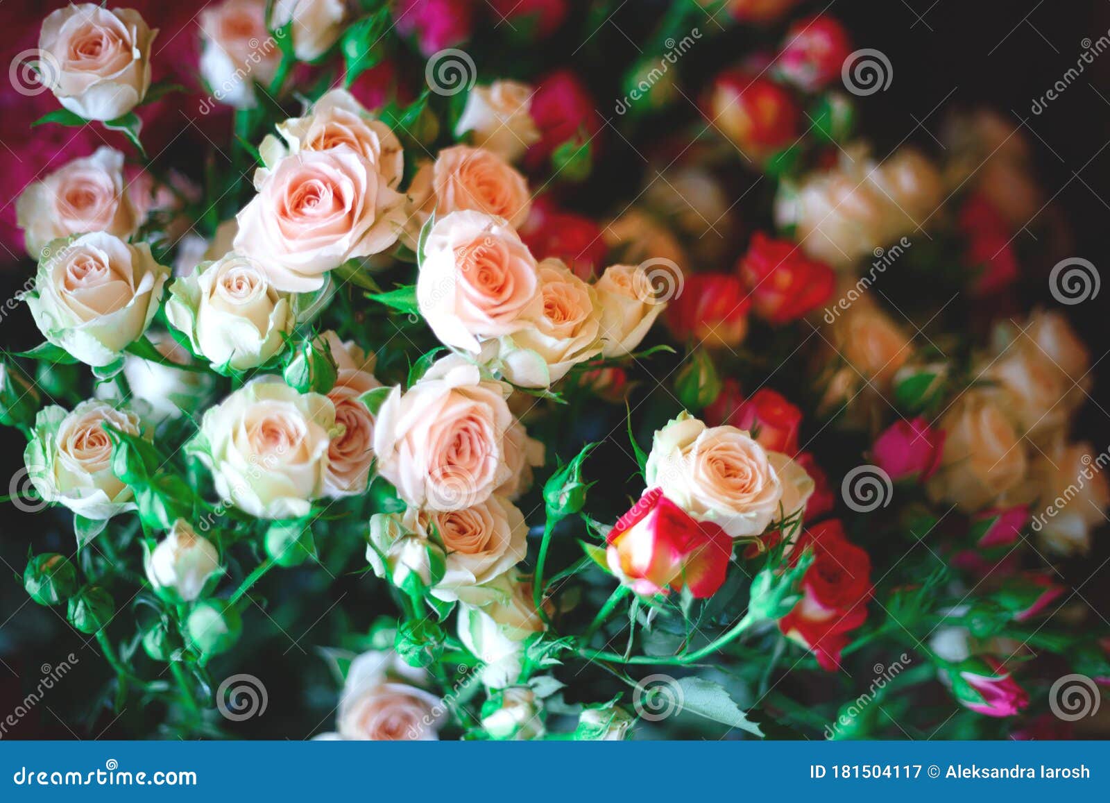 Beautiful Fresh Spring Roses. Best Background for Your Design Stock ...