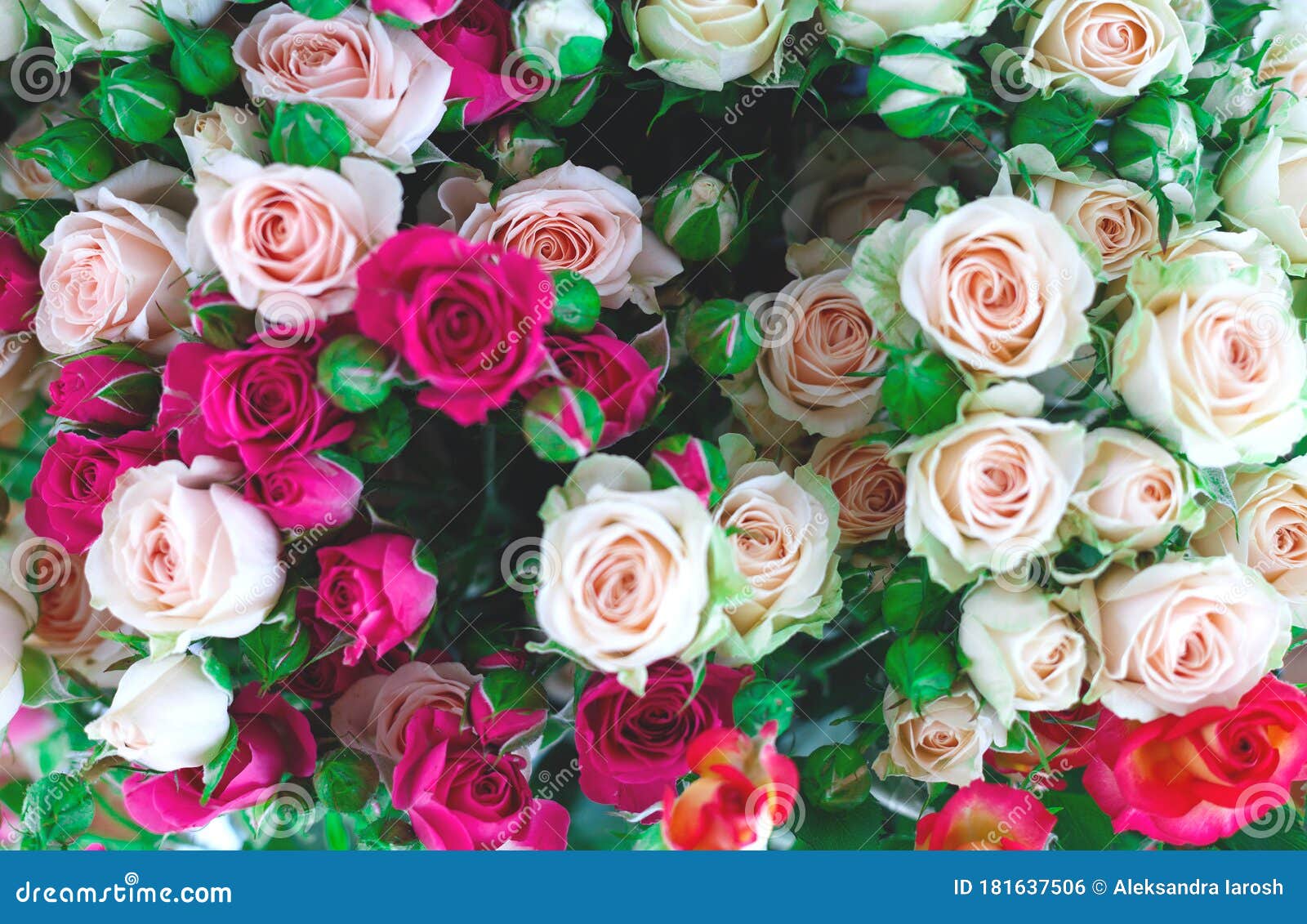 Beautiful Fresh Spring Roses. Best Background for Your Design Stock ...