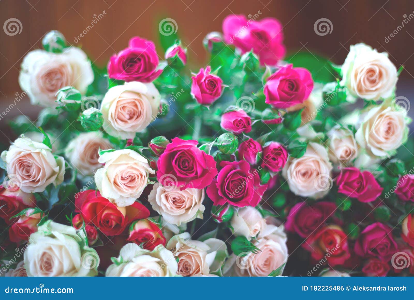 Beautiful Fresh Spring Roses. Best Background for Your Design Stock ...