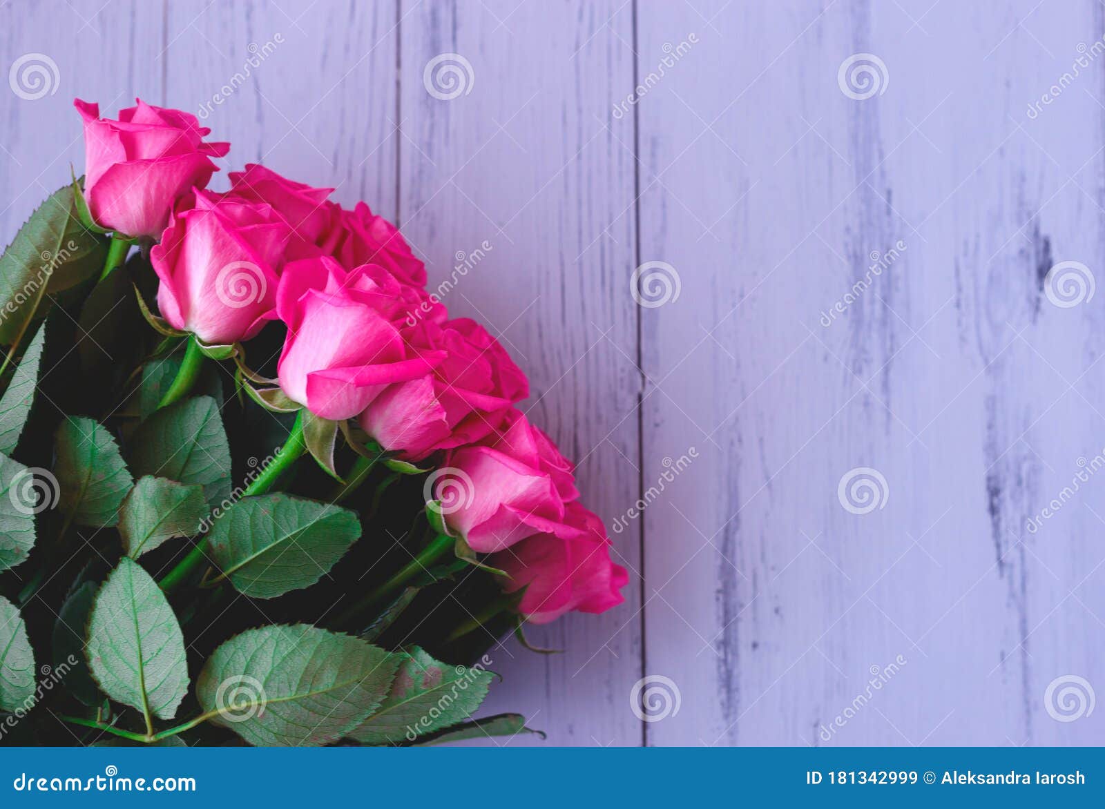 Beautiful Fresh Spring Roses on a Grey Background Stock Image - Image ...