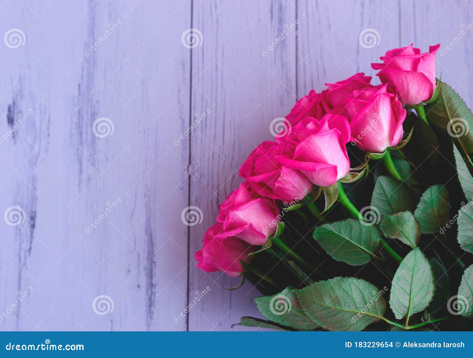 Beautiful Fresh Spring Roses on a Grey Background Stock Photo - Image ...
