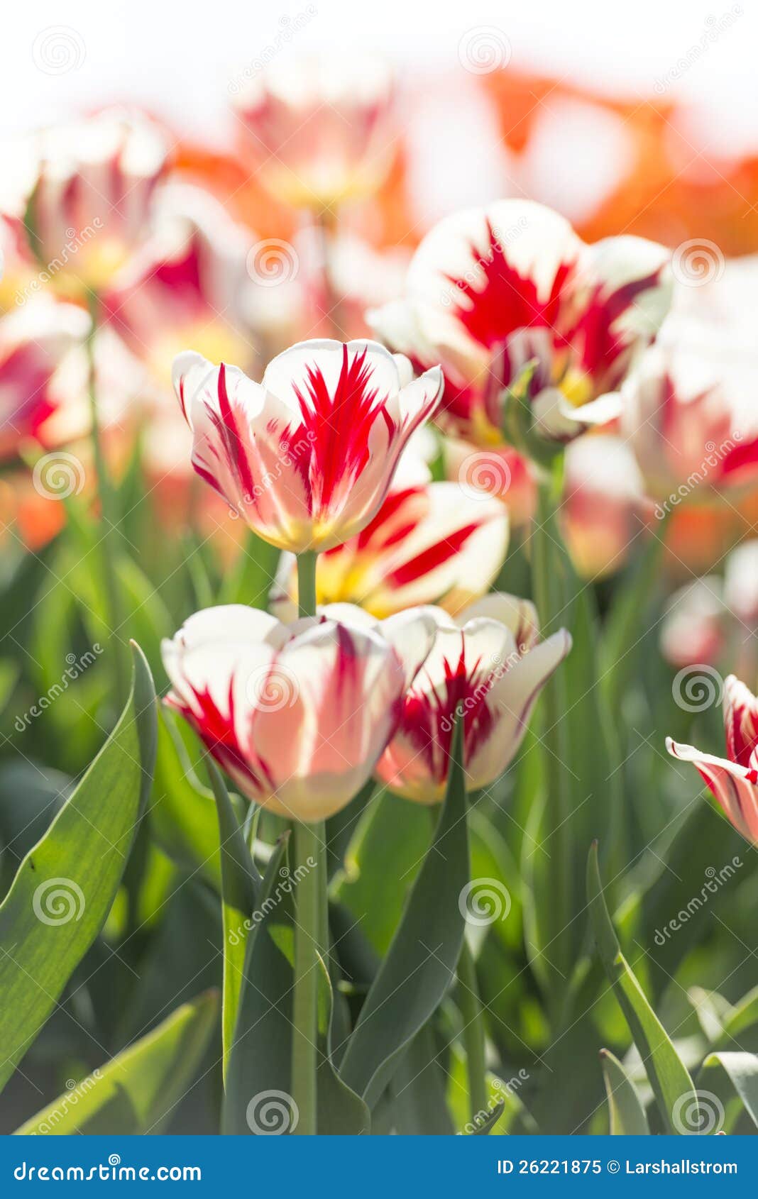 Beautiful Fresh Tulips in Blossom Stock Image - Image of spring, floral ...