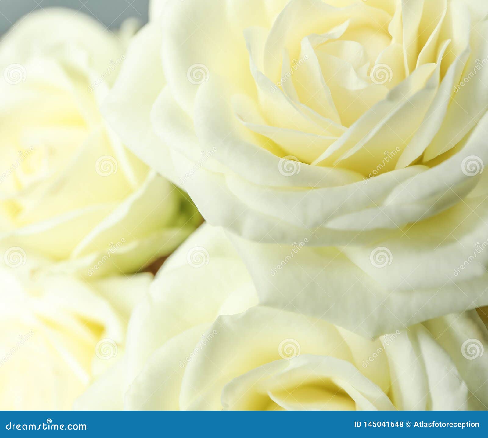 Beautiful Fresh White Roses As Background Stock Photo - Image of ...