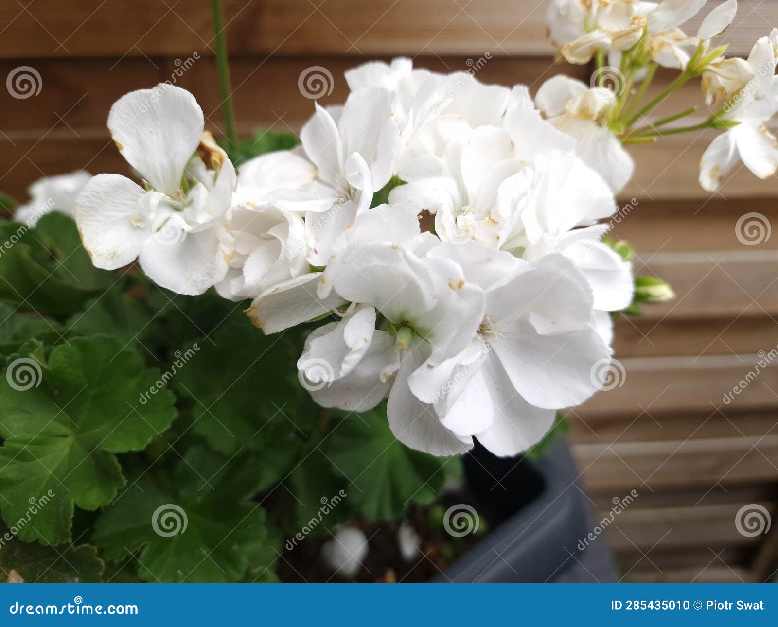 Beautiful Freshly Blossomed White Geranium Stock Photo - Image of blooming, green: 285435010