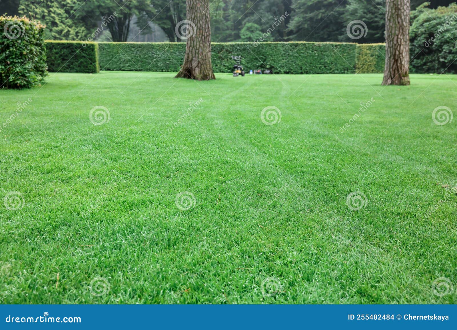 Beautiful Freshly Cut Green Lawn in Park Stock Photo - Image of growing ...