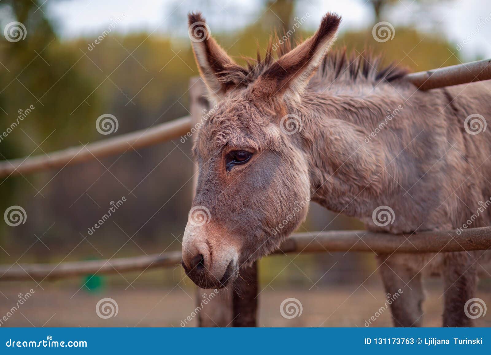 Beautiful Friendly Brown Donkey Outdoors Stock Image - Image of farm ...