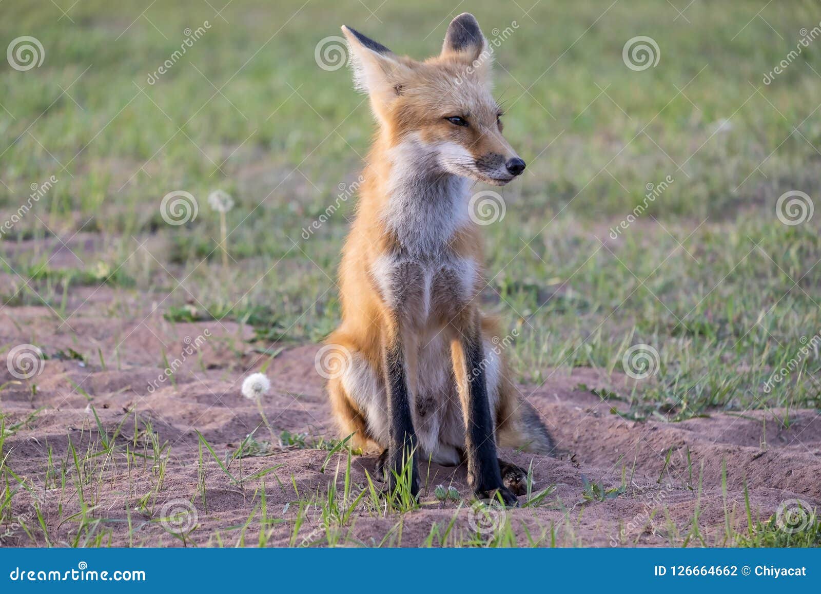 Beautiful and Friendly Red Fox Sitting 3 Stock Photo - Image of sitting ...