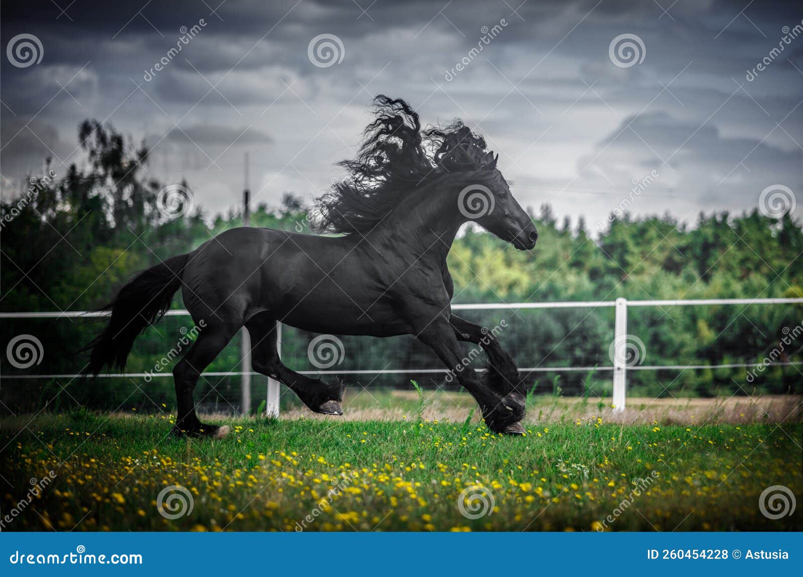 Black Friesian stallion stock photo. Image of morning - 260454228