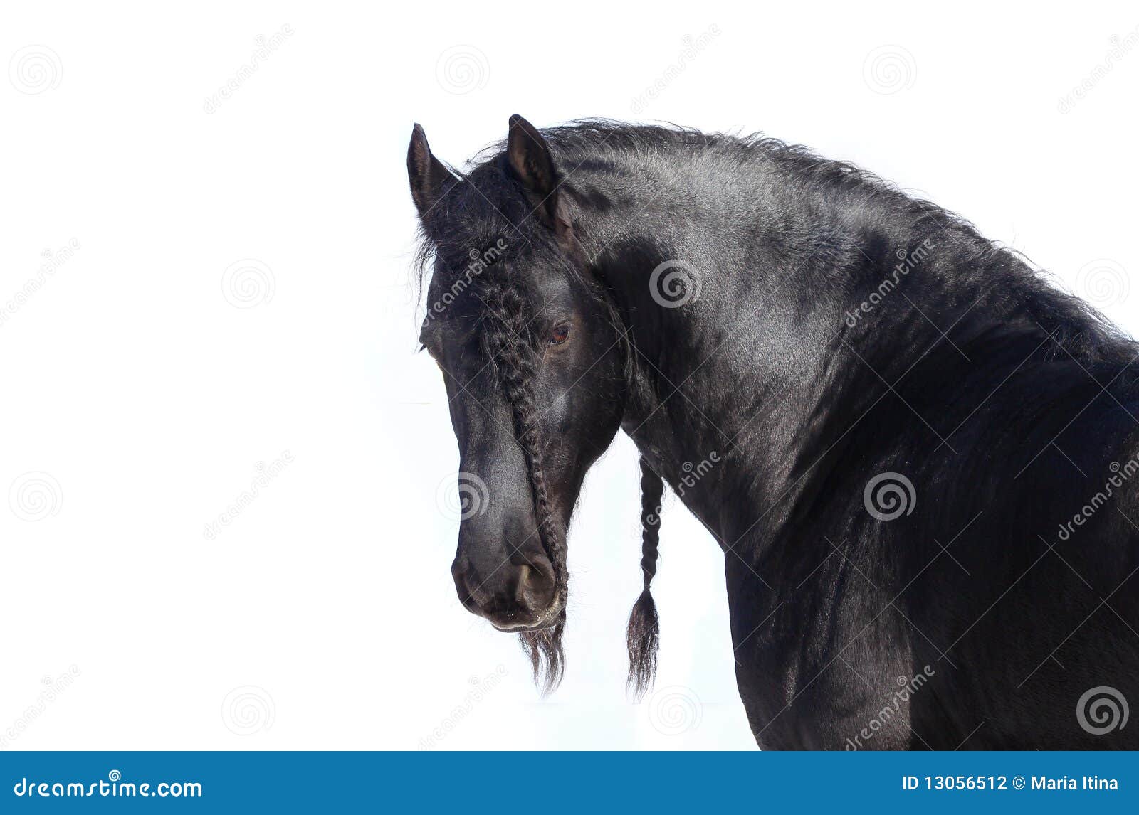Beautiful frisian stallion stock photo. Image of pressure - 13056512