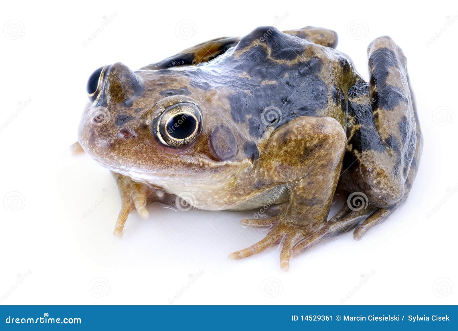 Beautiful frog stock image. Image of looking, amphibian - 14529361